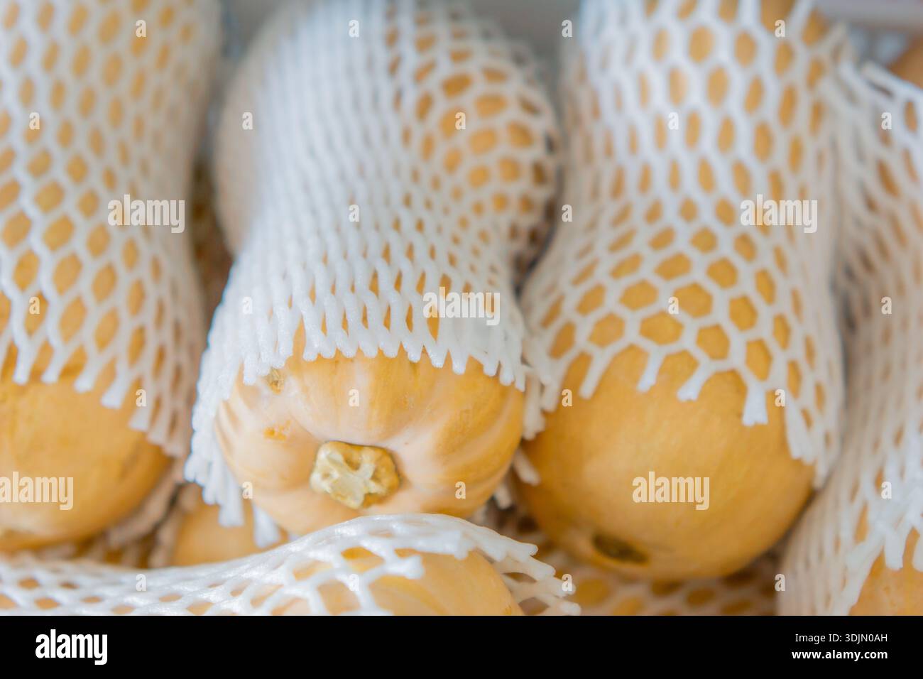 Butternut squash (labu madu, Cucurbita moschata, butternut pumpkin ...