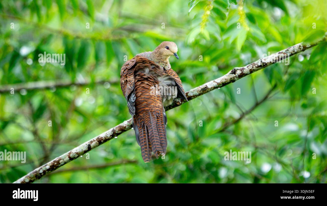 Macropygia unchall (Barred Cuckoo-Dove). The barred cuckoo-dove occurs ...