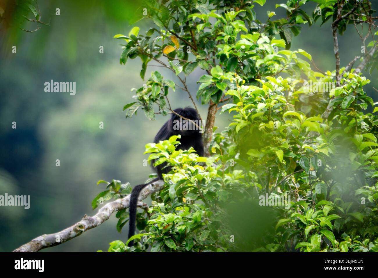 Trachypithecus auratus lutung jawa hi-res stock photography and images ...
