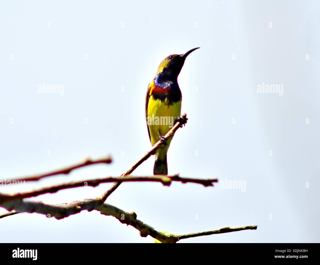 Birds perch on kapok trees heralding the arrival of spring in Sanya ...