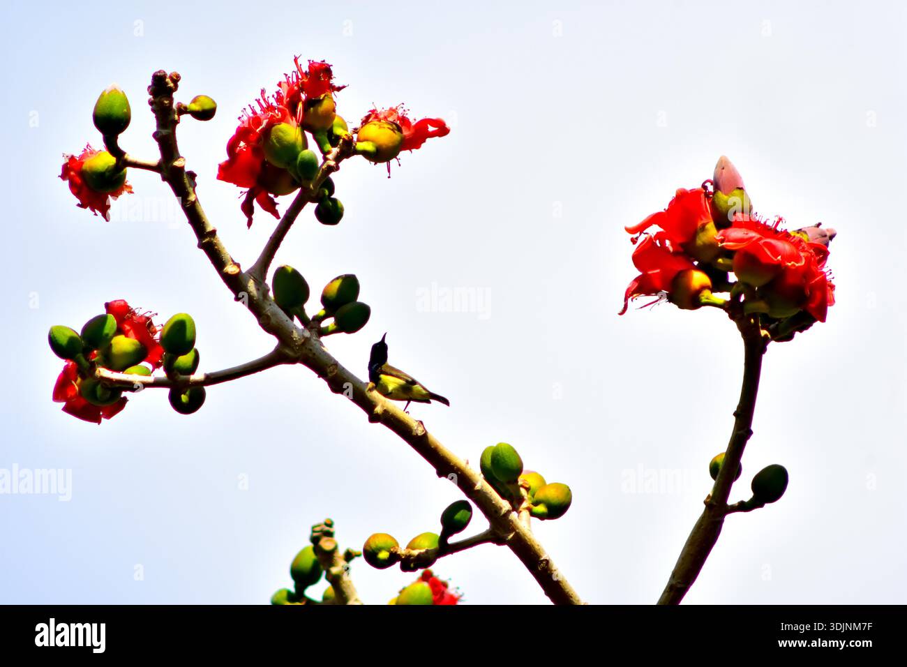 Birds perch on kapok trees heralding the arrival of spring in Sanya ...