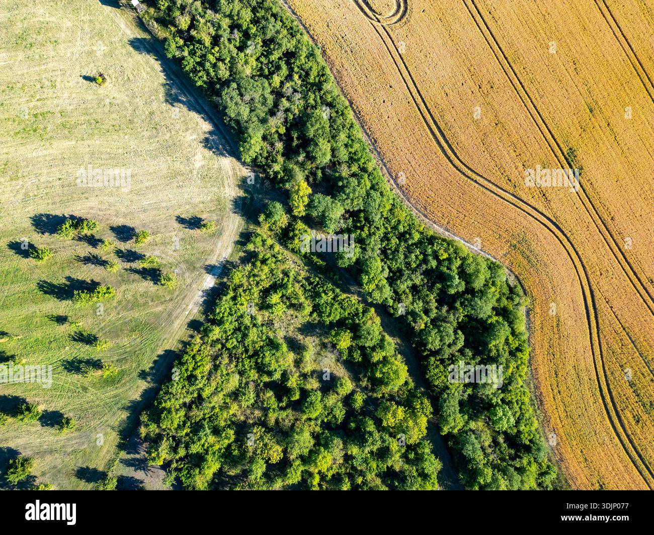 The scene shows a split landscape with a field and a forest. The land ...