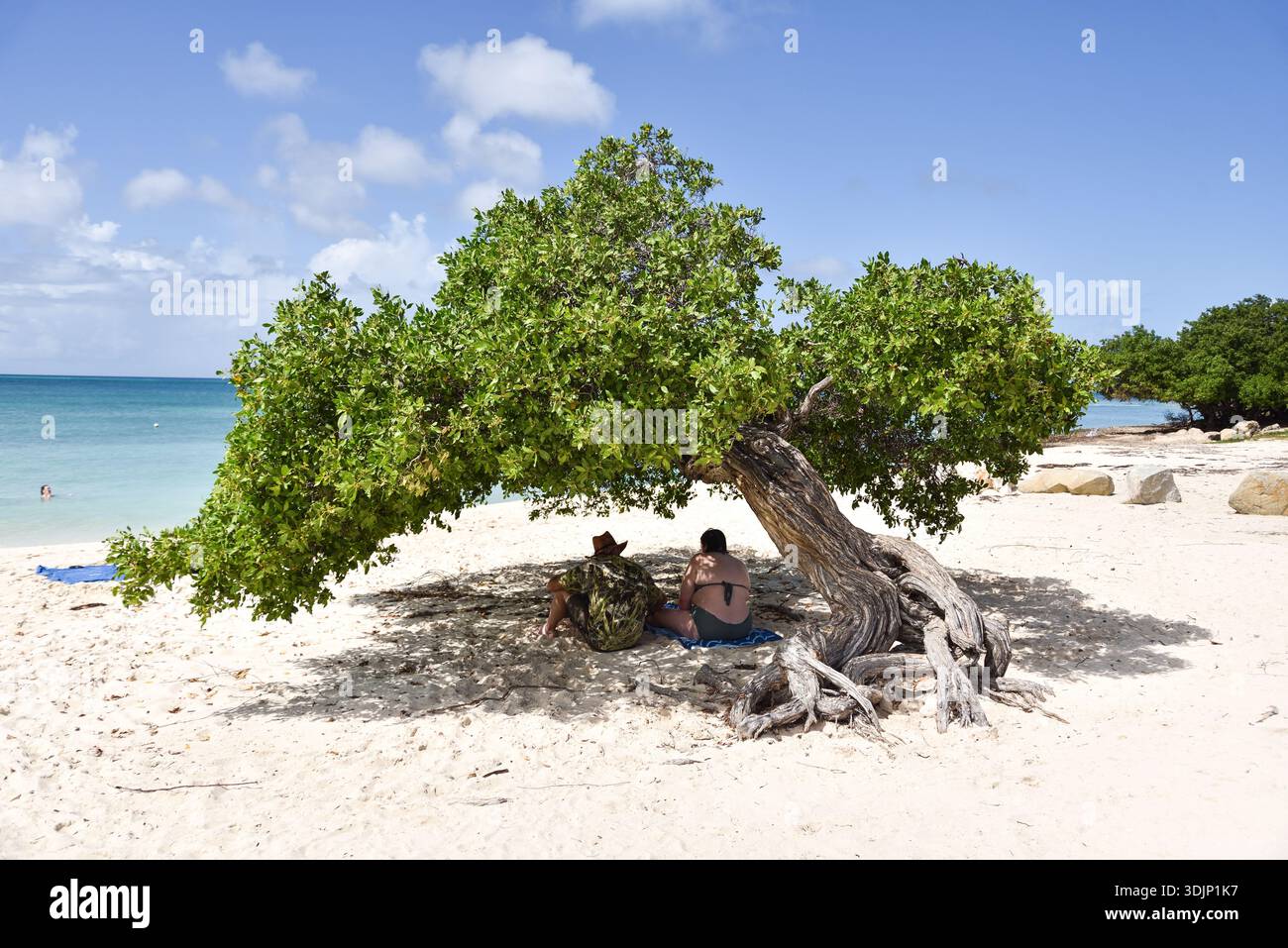 Tourists Resting under Iconic Fofoti Tree at Aruba’s Caribbean Eagle ...
