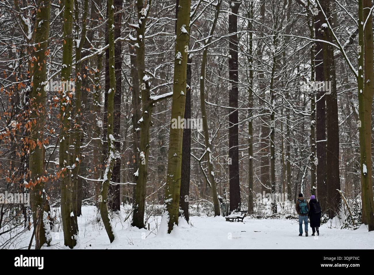Hanover, Germany. 28th Jan, 2026. Two people walking in the Eilenriede ...