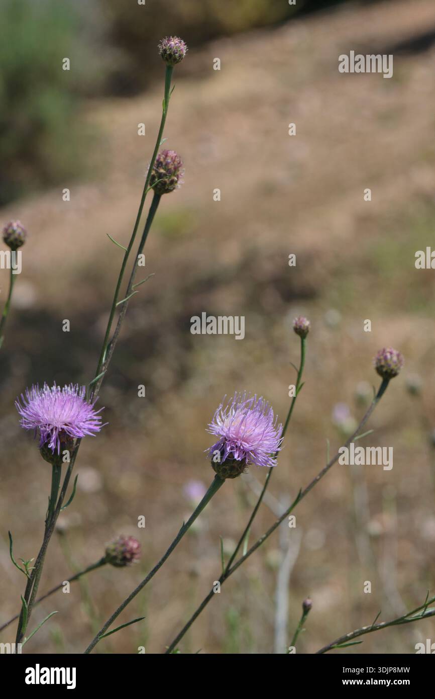 Escobon de pedriza hi-res stock photography and images - Alamy