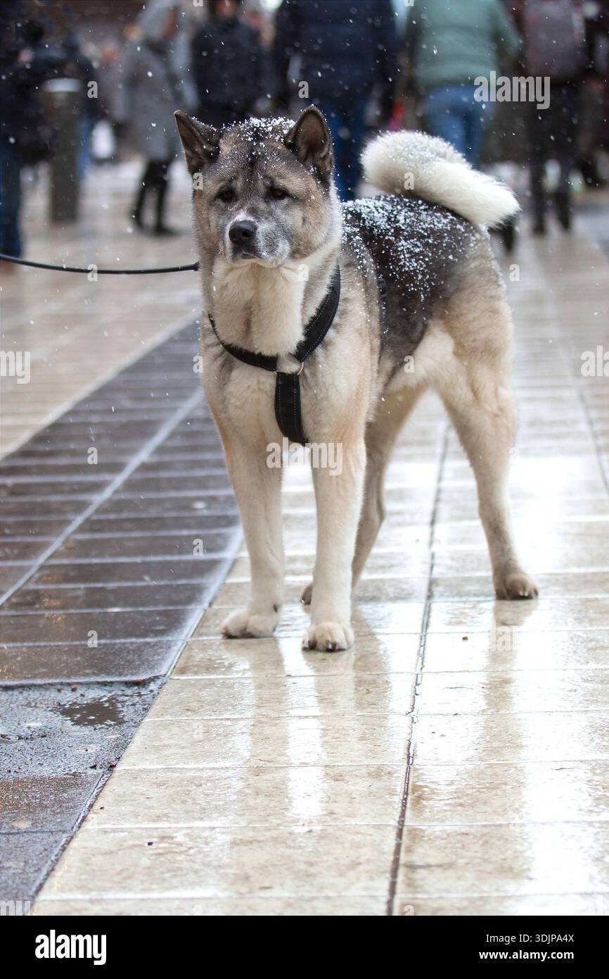 Wet akita inu in hi-res stock photography and images - Alamy