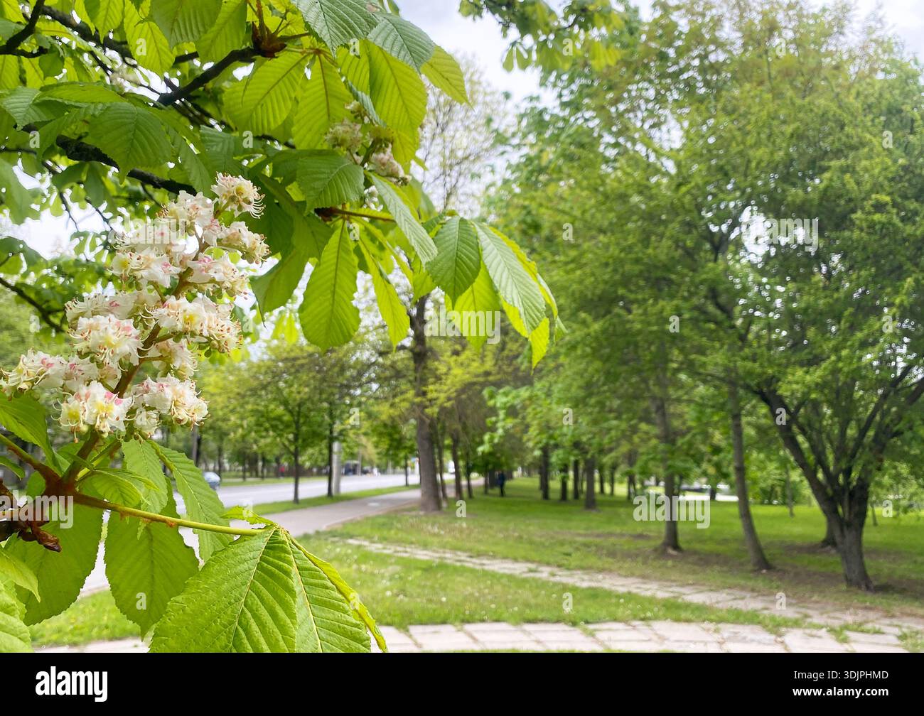 Additional botanical features hi-res stock photography and images - Alamy