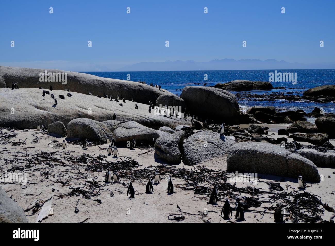 (260128) -- CAPE TOWN, Jan. 28, 2026 (Xinhua) -- African Penguins are ...