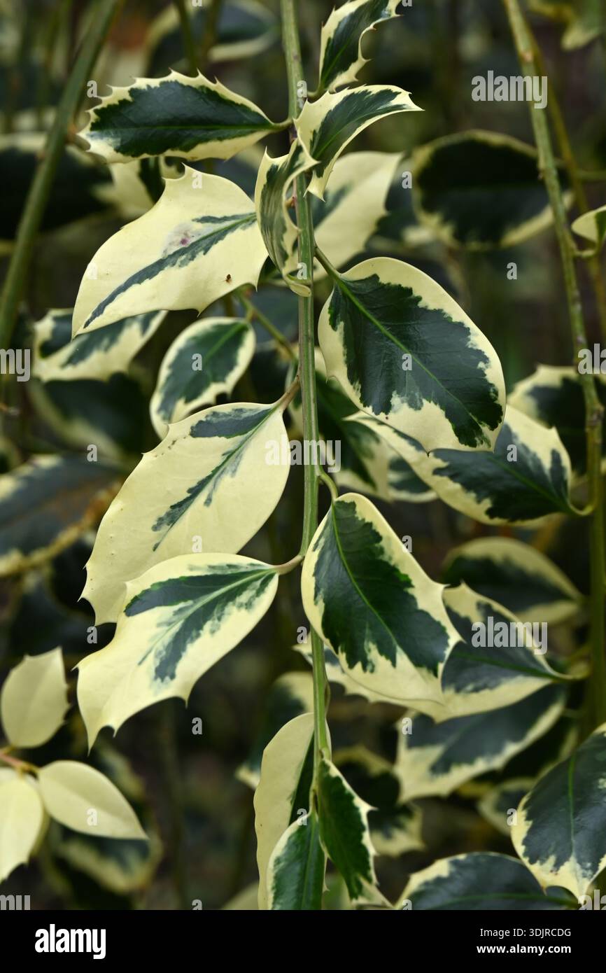 Variegated Ilex aquifolium 'Argentea Marginata Pendula' / Perry's ...