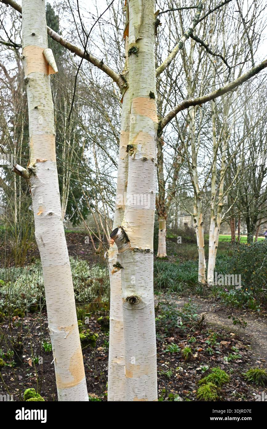Betula utilis subsp jacquemontii doorenbos hi-res stock photography and ...