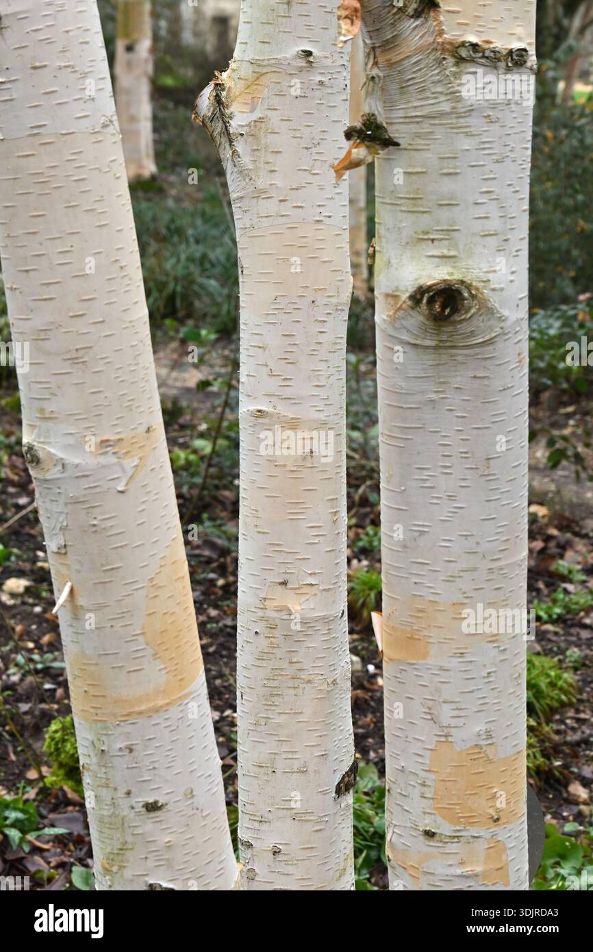 Betula utilis subsp jacquemontii doorenbos hi-res stock photography and ...