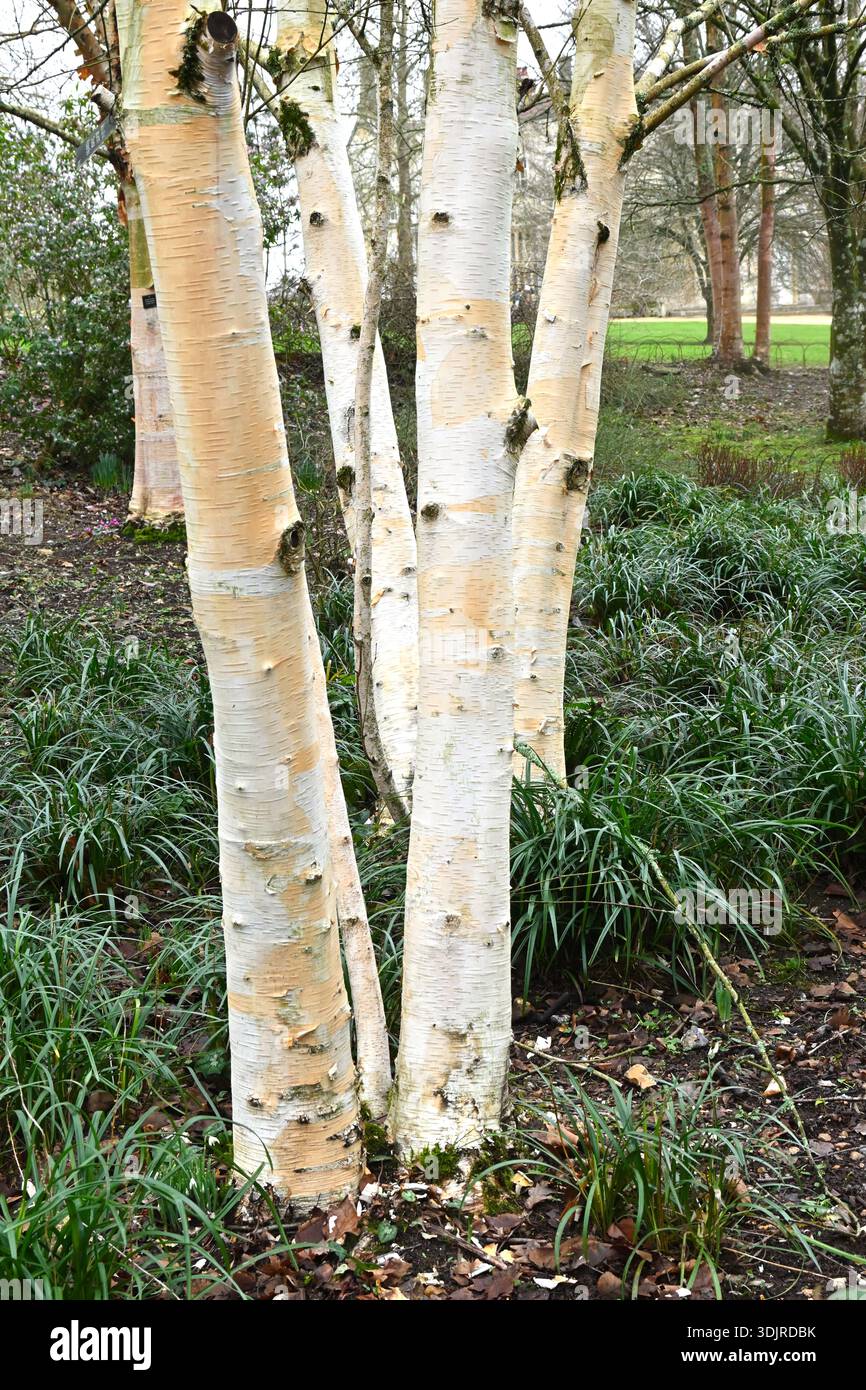 Betula utilis subsp jacquemontii doorenbos hi-res stock photography and ...