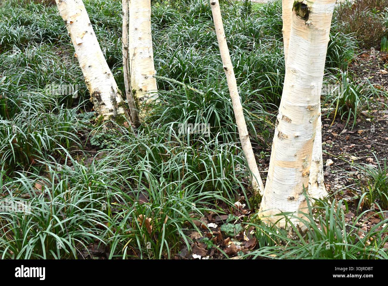 Betula utilis subsp jacquemontii doorenbos hi-res stock photography and ...
