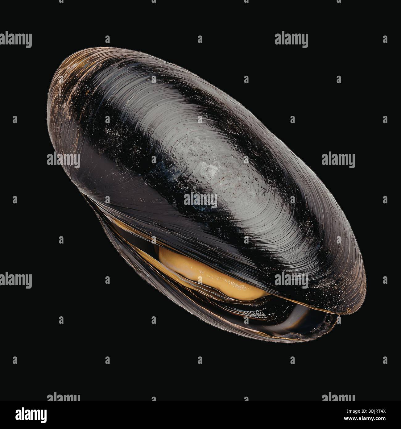 A close-up image of a single mussel shell against a stark black ...