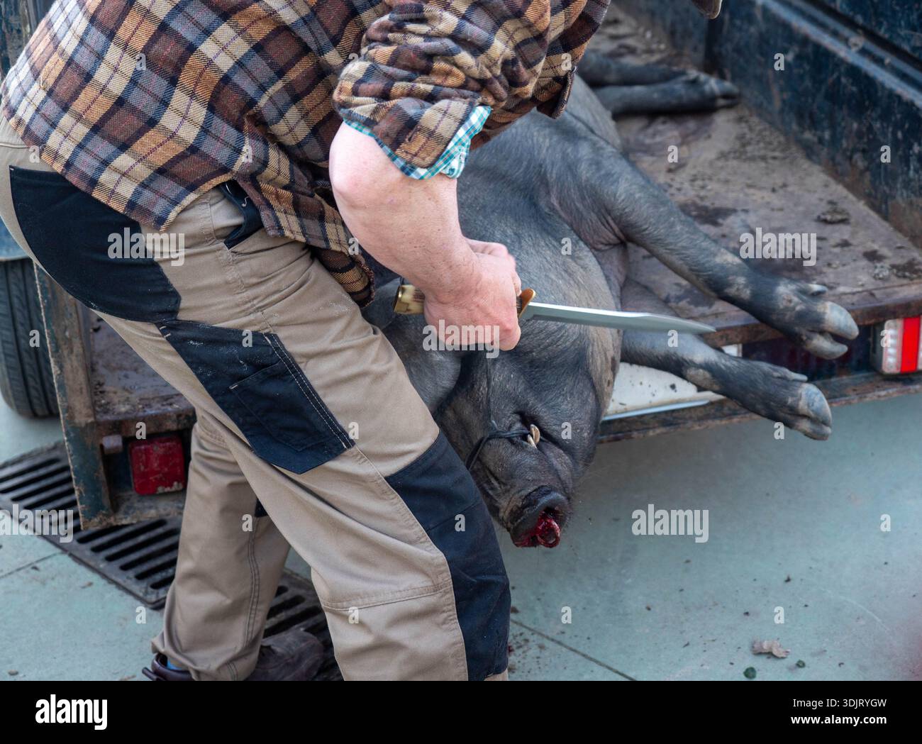 Butcher slaughtering an iberian pig as part of a traditional farming ...