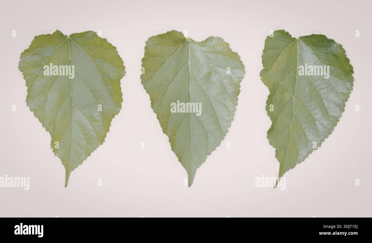 Three distinct leaflets hi-res stock photography and images - Alamy