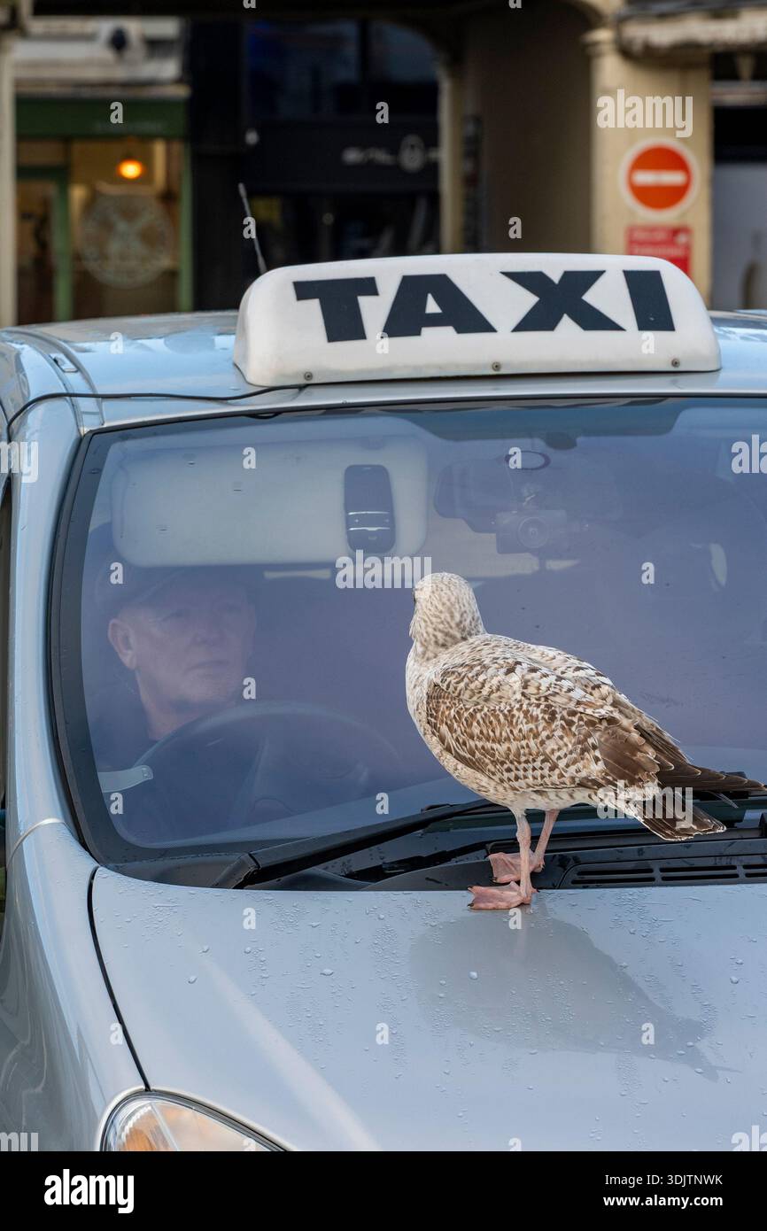 Funny image of Seagull sitting on the bonnet or hood of a taxi with the ...
