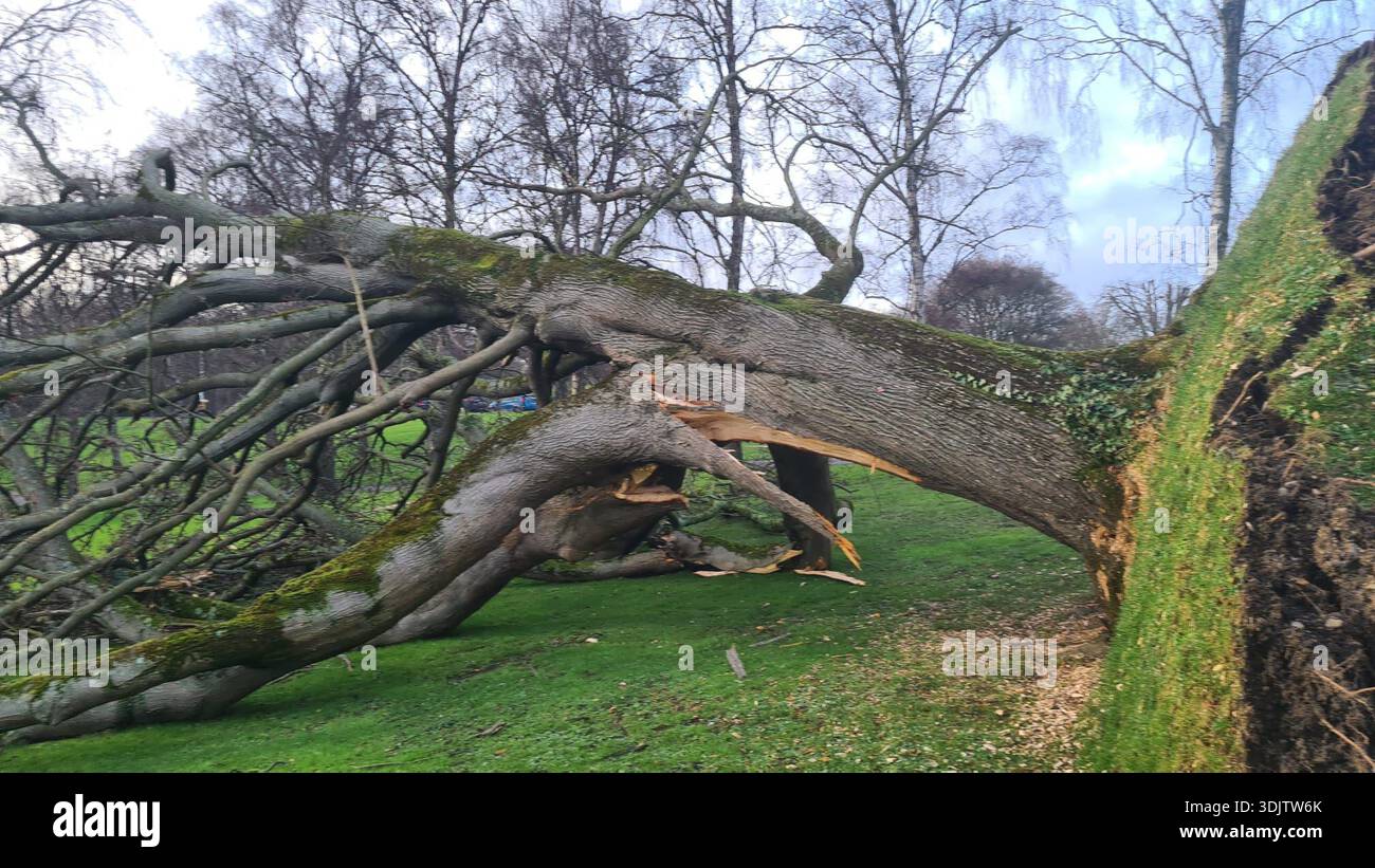 An uprooted tree in Pheonix Park, Dublin, after Storm Chandra hit the ...
