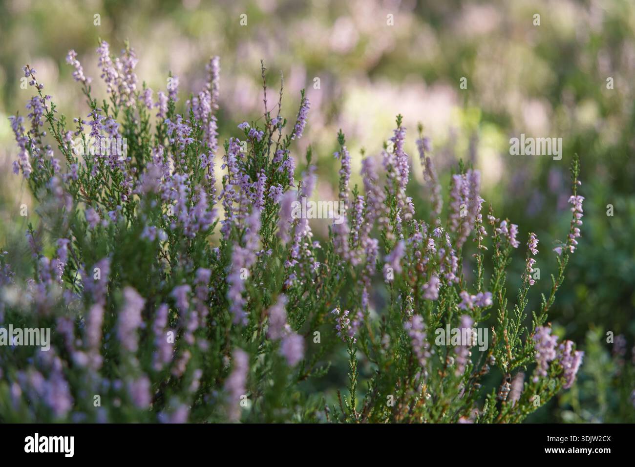Tactile plants hi-res stock photography and images - Alamy