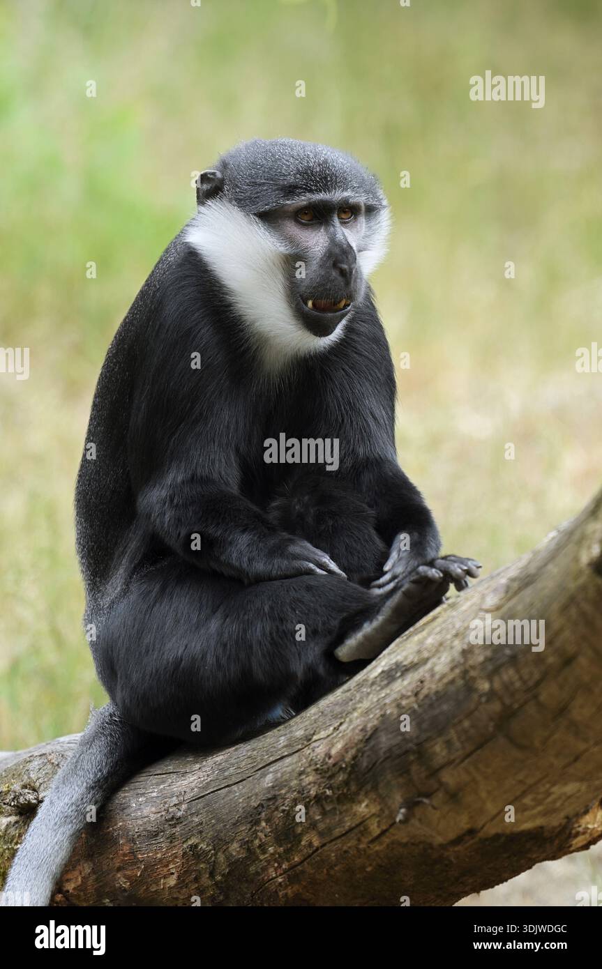 L'Hoest's monkey (Allochrocebus lhoesti, Cercopithecus lhoesti ...