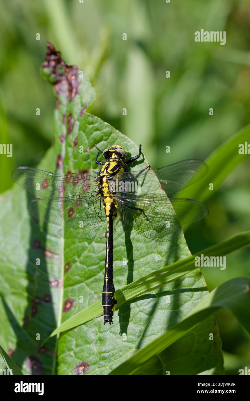 Vue dorsale hi-res stock photography and images - Alamy