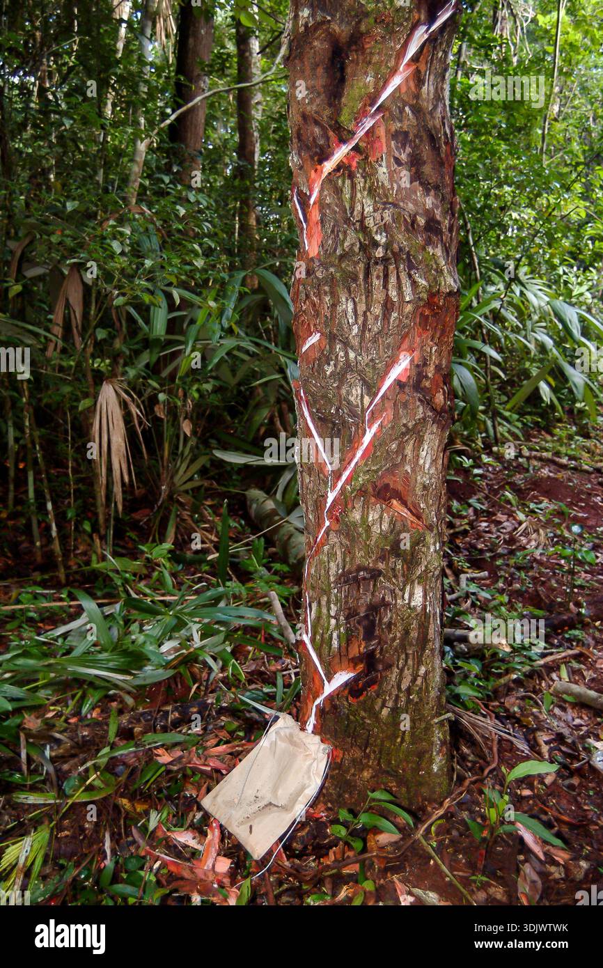 Rubber plantation mexico hi-res stock photography and images - Alamy