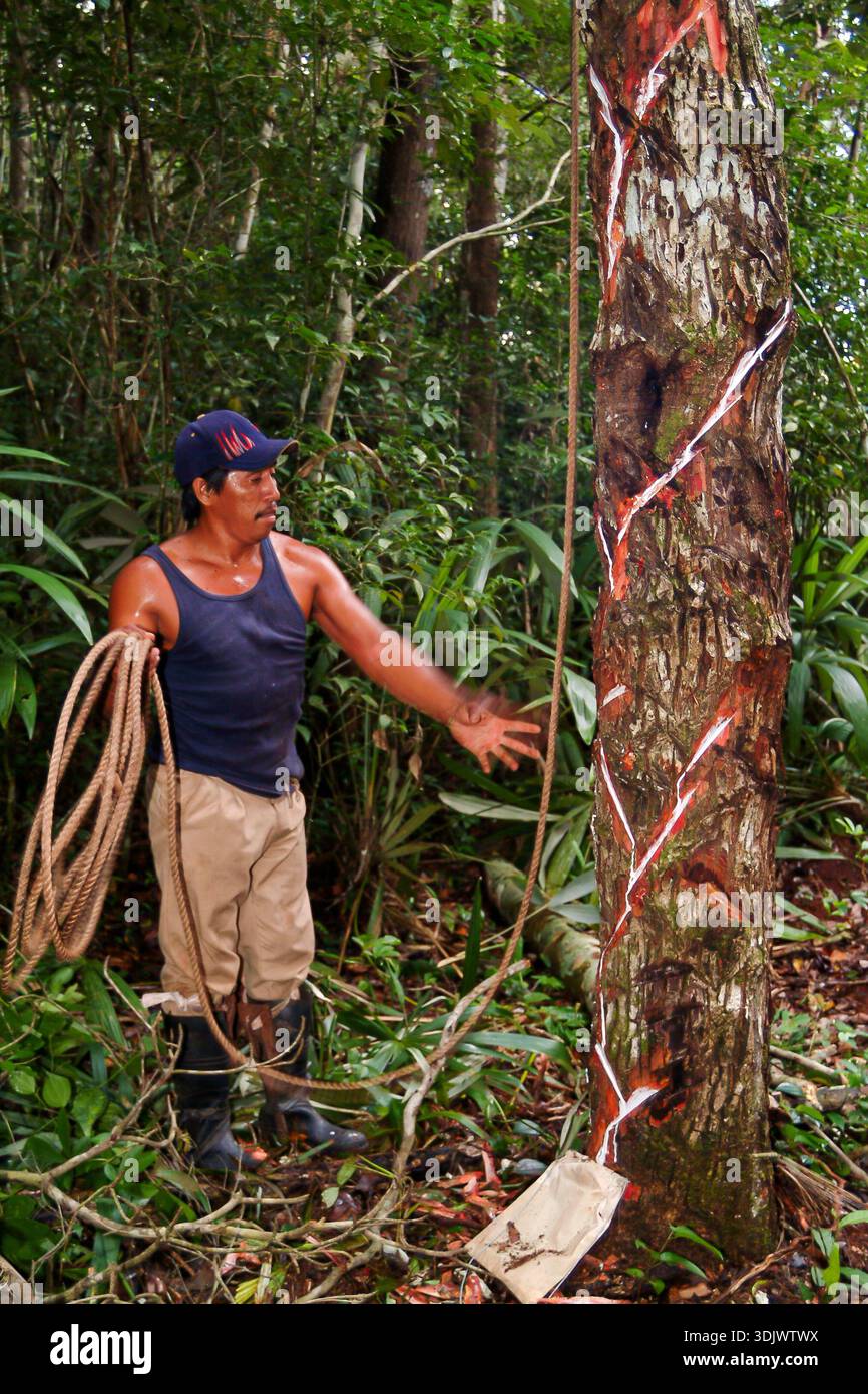 Rubber tree tapping. Chacchoben, Quintana Roo, Mexico Stock Photo - Alamy