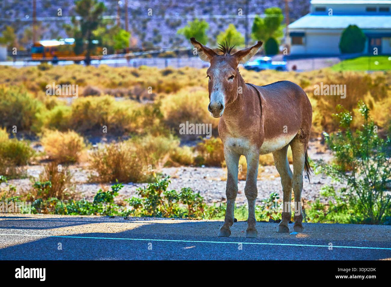 Burro standing on road hi-res stock photography and images - Alamy