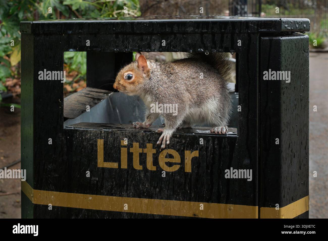 City life animals hi-res stock photography and images - Alamy