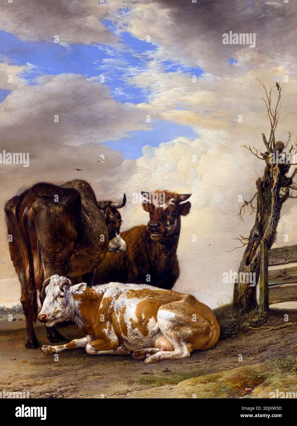 Two cows young bull beside fence in mead hi-res stock photography and ...