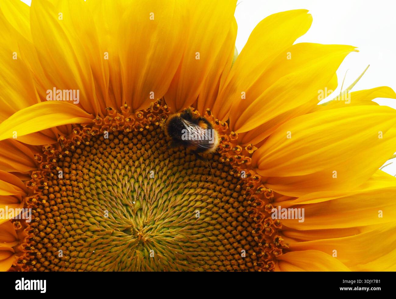 OLYMPUS DIGITAL CAMERA Stock Photo - Alamy