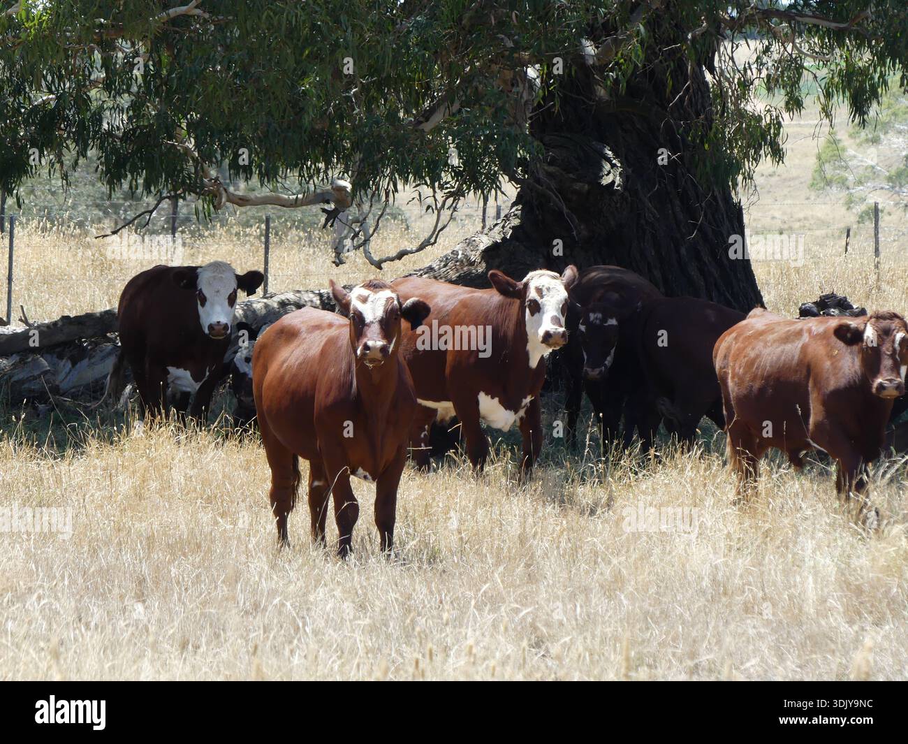 Cattle seek shade in a paddock during a heatwave in Orange, in central ...