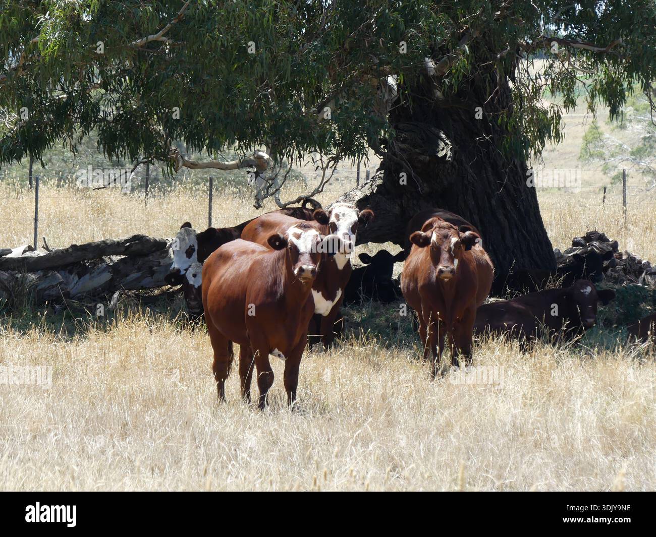 Cattle seek shade in a paddock during a heatwave in Orange, in central ...