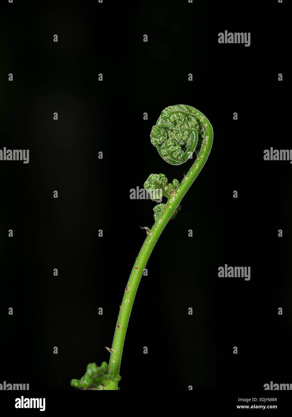 A young, unfurling fern frond, commonly known as a fiddlehead Stock ...