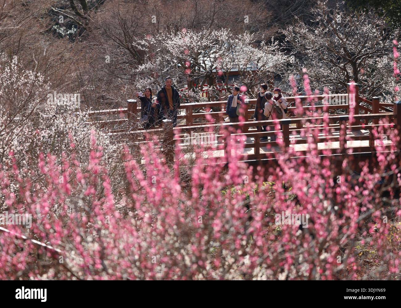People enjoy the Japanese apricot blossoms in full bloom at Atami Baien ...