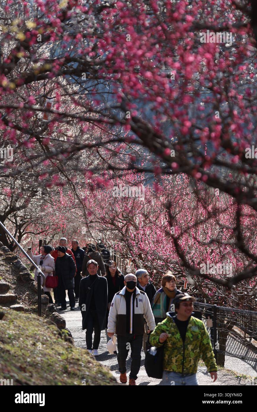 People enjoy the Japanese apricot blossoms in full bloom at Atami Baien ...