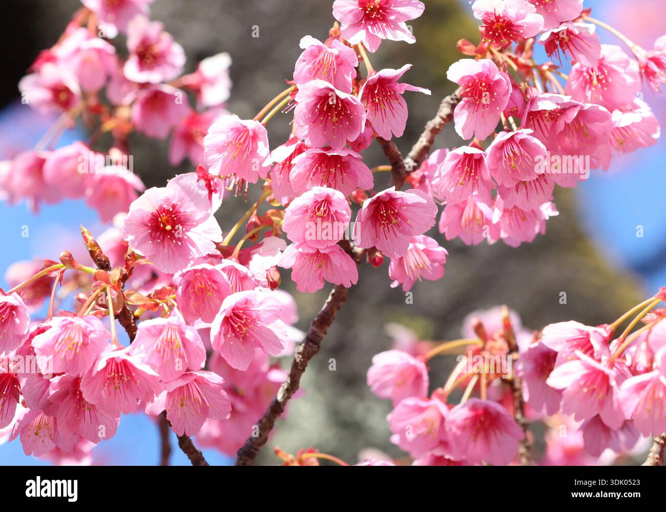 Thursday 29th january 2026 hi-res stock photography and images - Alamy
