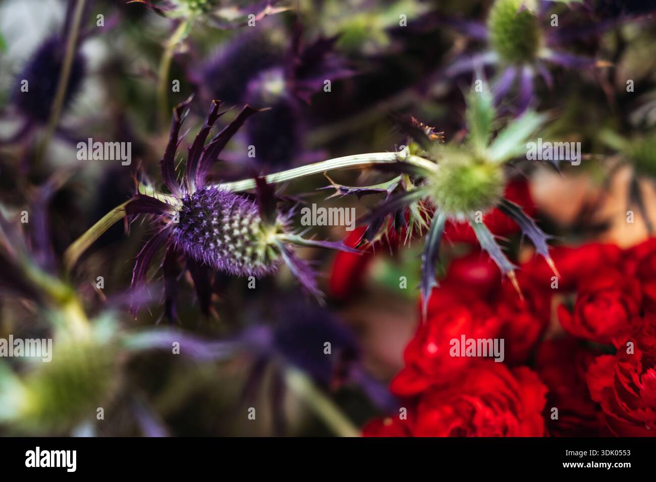 Purple sea holly flowers display sharp architectural forms. Drought ...