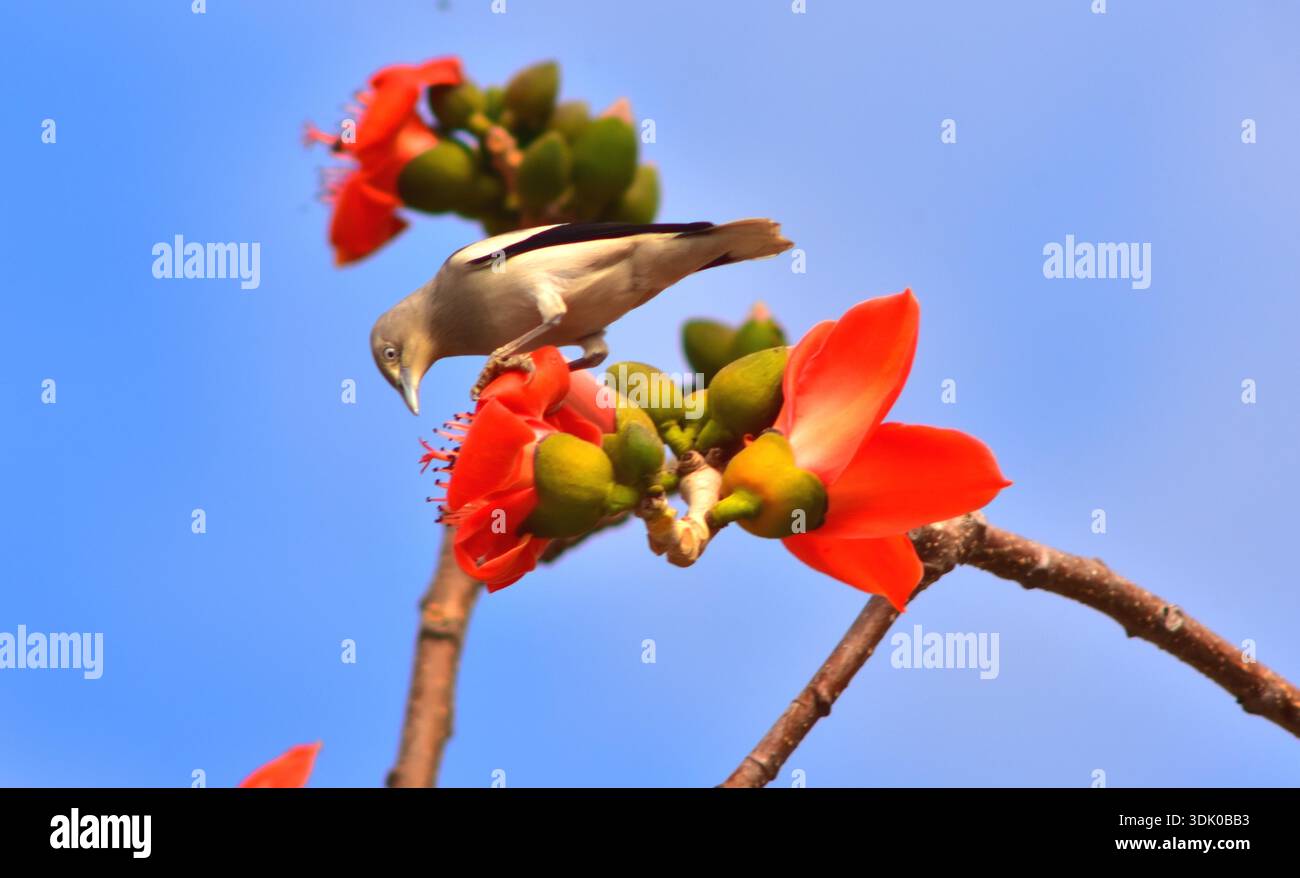 Birds forage among early blooming kapok flowers on Jiefang Road in ...