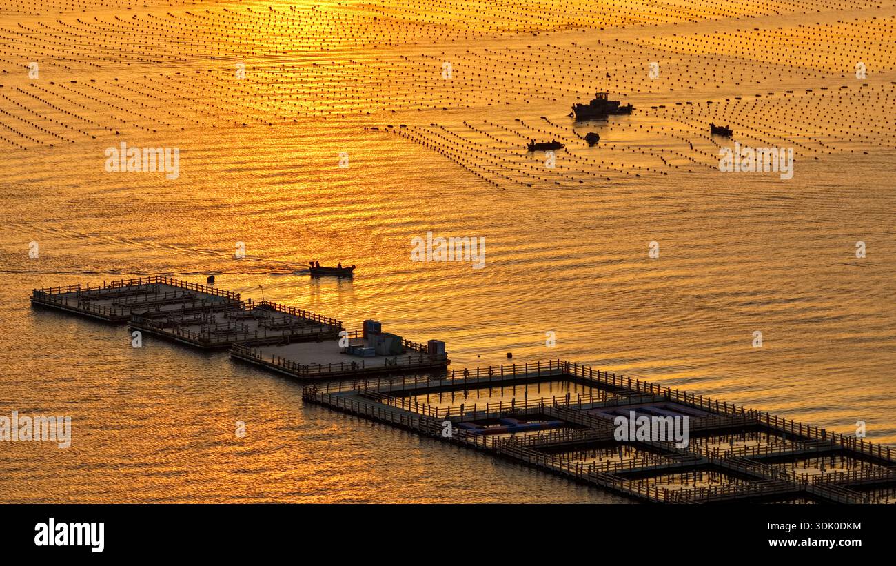 Workers harvest seaweed at a marine ranch in Rongcheng City, east China ...