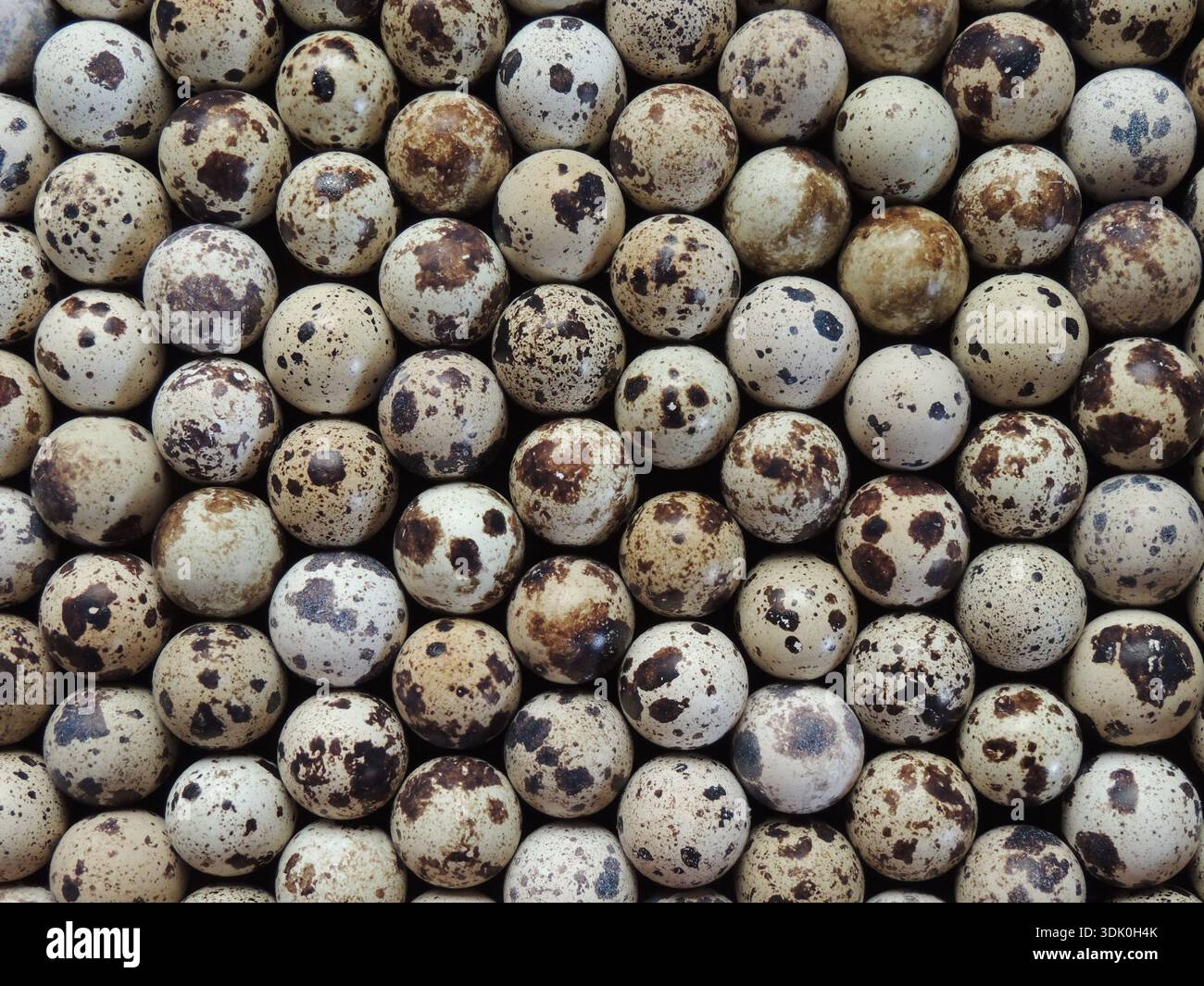 The texture of tiny quail eggs with beige shells and dark spots on the ...