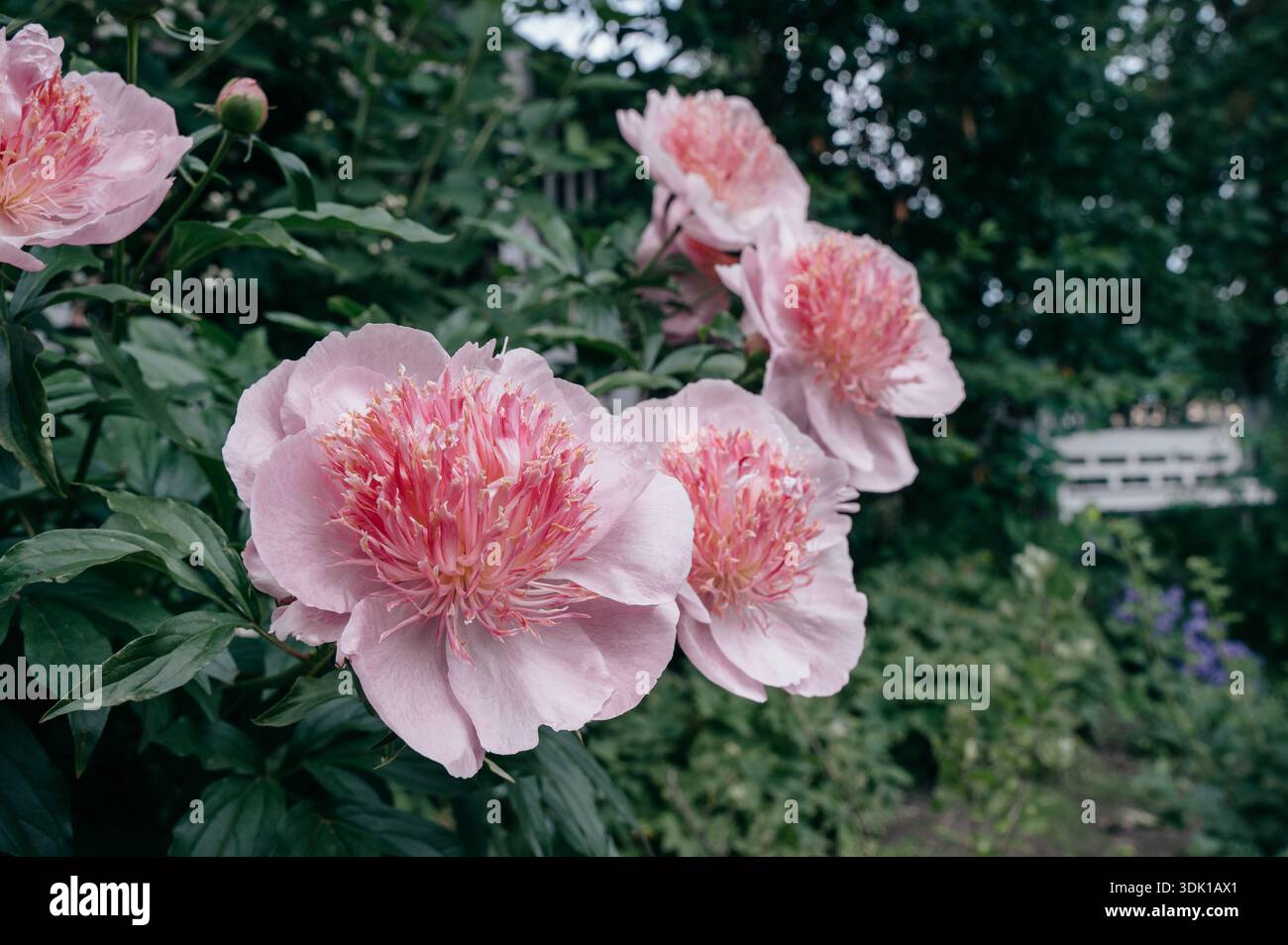 peony variety Do Tell. This is a herbaceous milky peony Paeonia ...