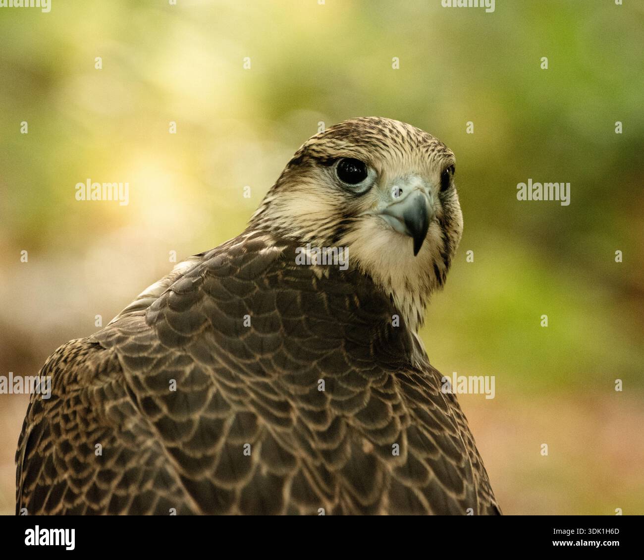 Juvenile gyr peregrine in hi-res stock photography and images - Alamy