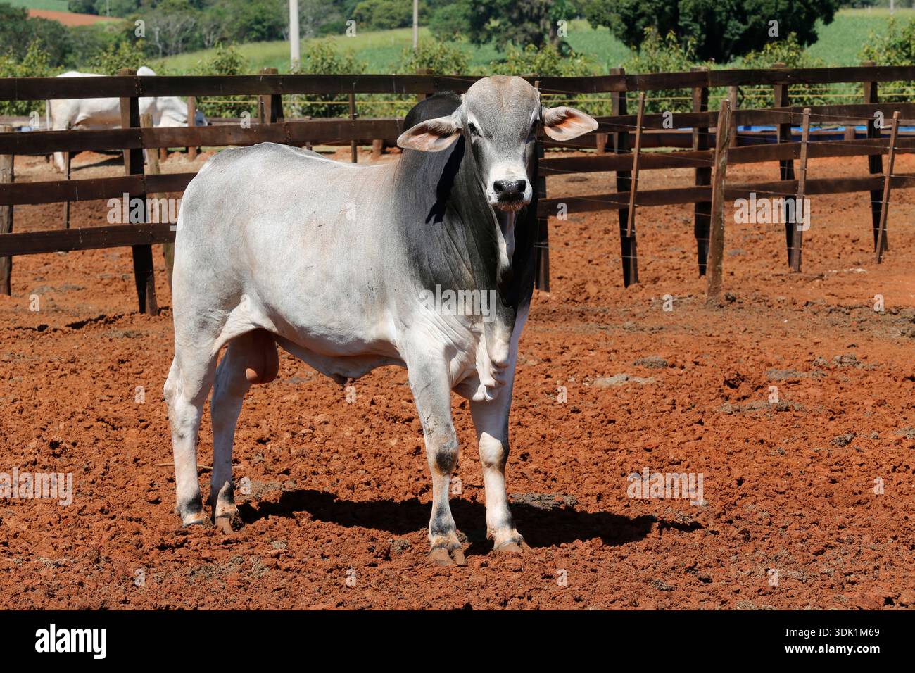 Closeup young zebu bull hi-res stock photography and images - Alamy