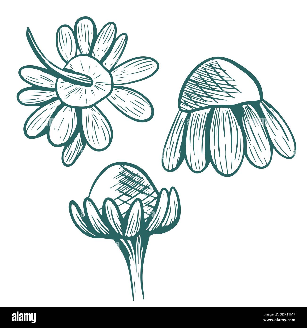 Artistic botanical illustration featuring a detailed hand-drawn ...