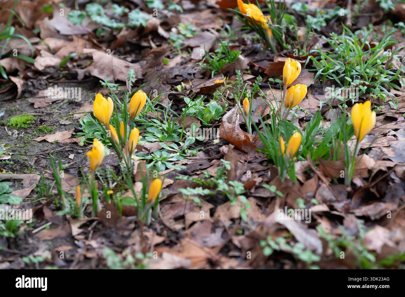 Slough, Berkshire, UK. 29th January, 2026. Pretty crocuses are ...