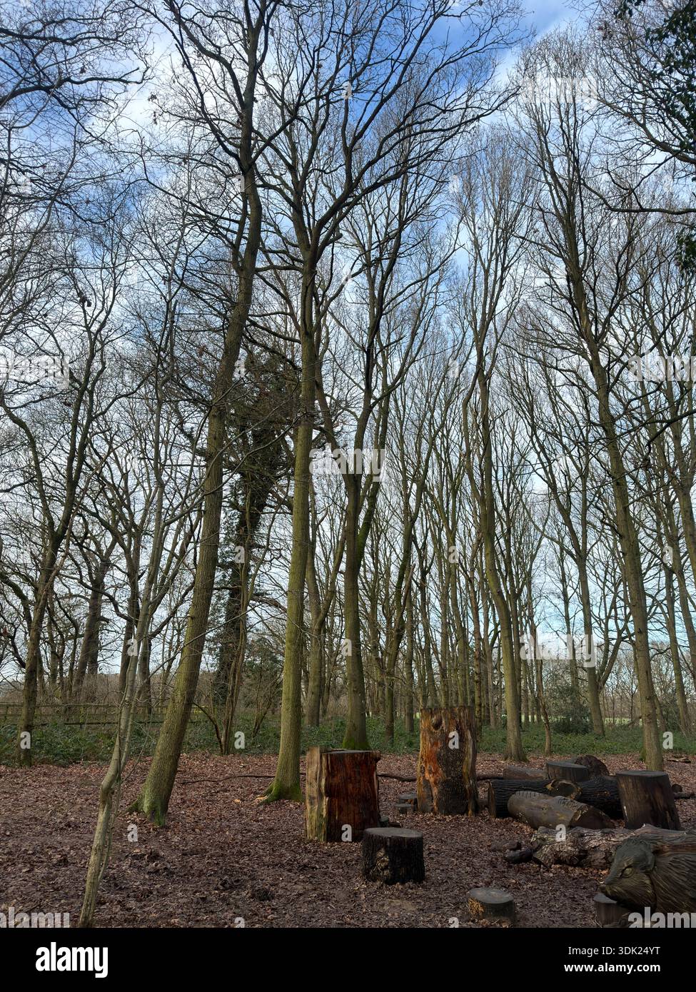 Elvaston Castle Country Park including Tree Sculptures by Andrew Frost ...