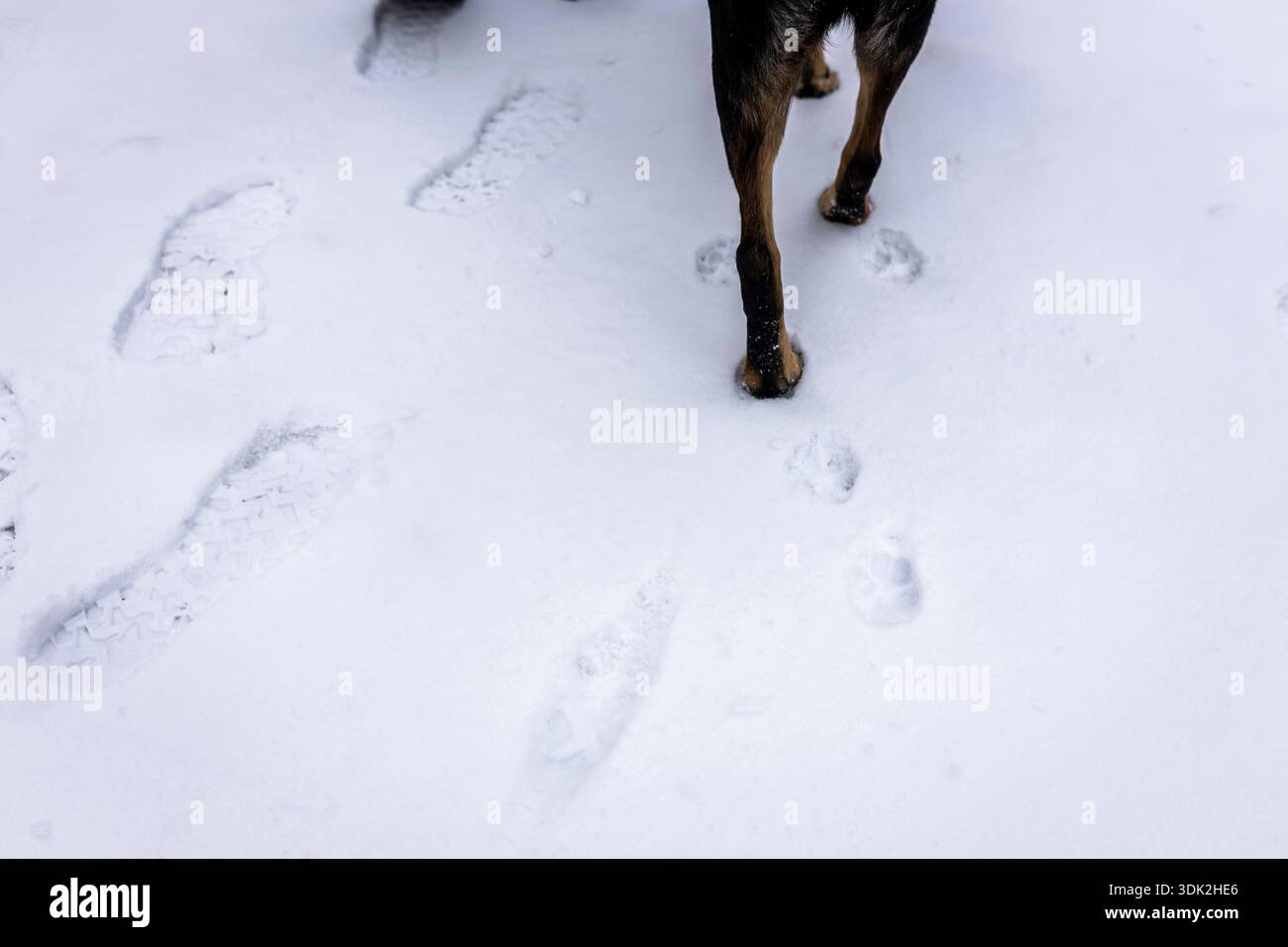 Hundespuren Im Schnee