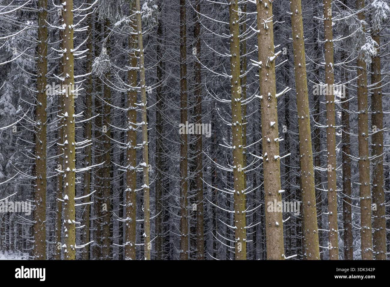 Schneefälle im Taunus Verschneite Fichten im Wald., Schmitten Hessen ...