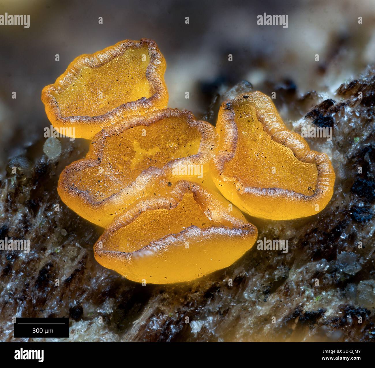 Microscopic fungi, probably Ascobolus sp., growing on cut ash (Fraxinus ...